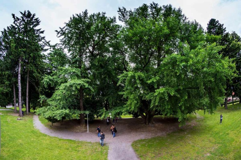 Ginko iz Daruvara - najveće i najstarije stablo u Hrvatskoj - Putni Kofer