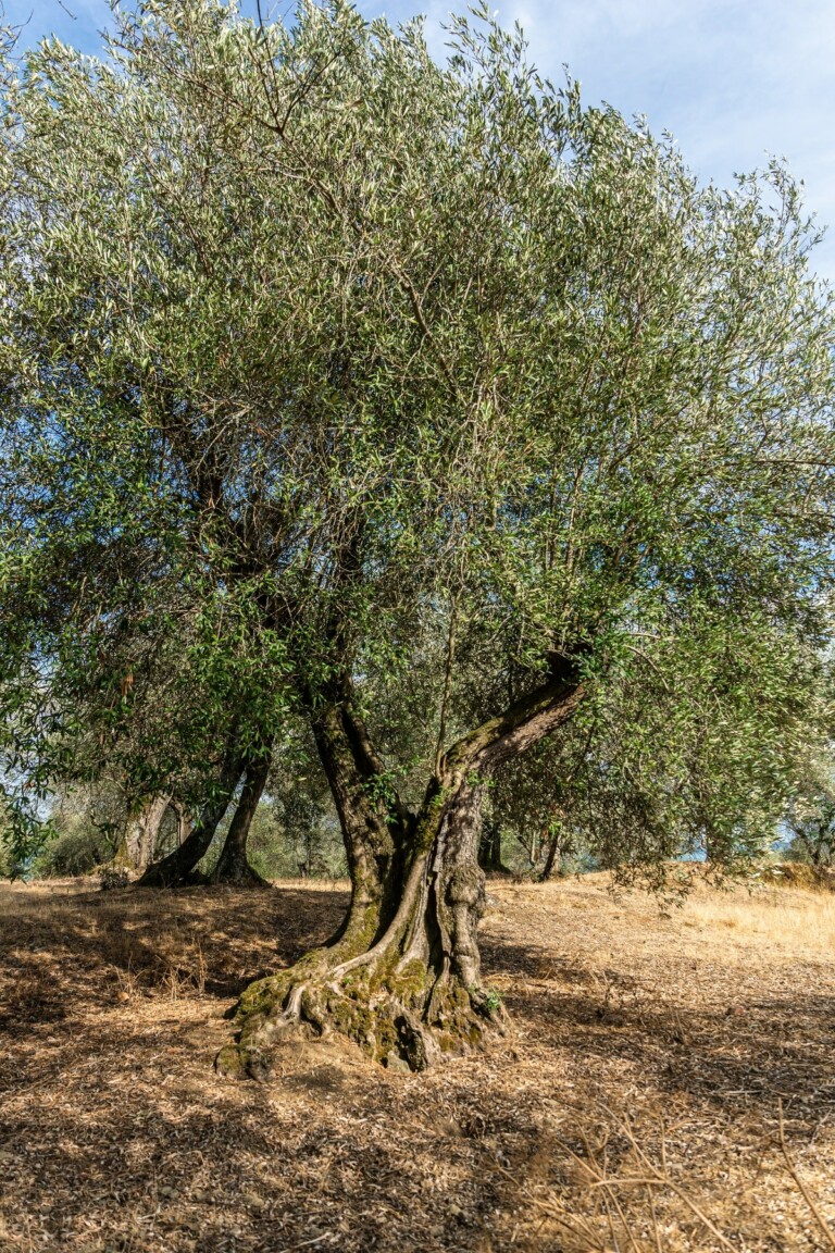 Lunjski maslinici divlji su kutak Mediterana i jedinstveno mjesto na ...
