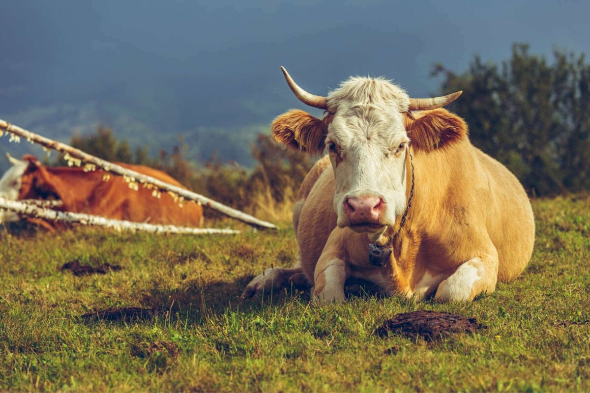 Veliko istraživanje je potvrdilo da su krave izrazito društvena bića ...